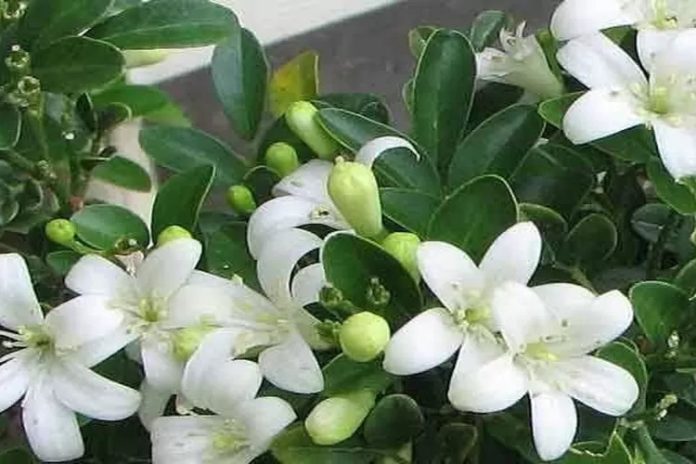 Manfaat Luar Biasa Tanaman Kemuning untuk Kesehatan